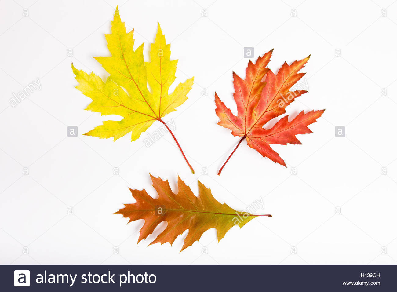 Maple Leaf Cut Out High Resolution Stock Photography and Images - Alamy