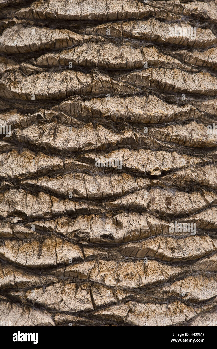 Palm, tree bark, detail, tree, trunk, bark, surface, fissures, forms ...