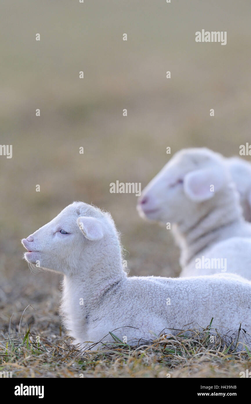 Merino sheep, young animals, side view, detail, blur Stock Photo - Alamy