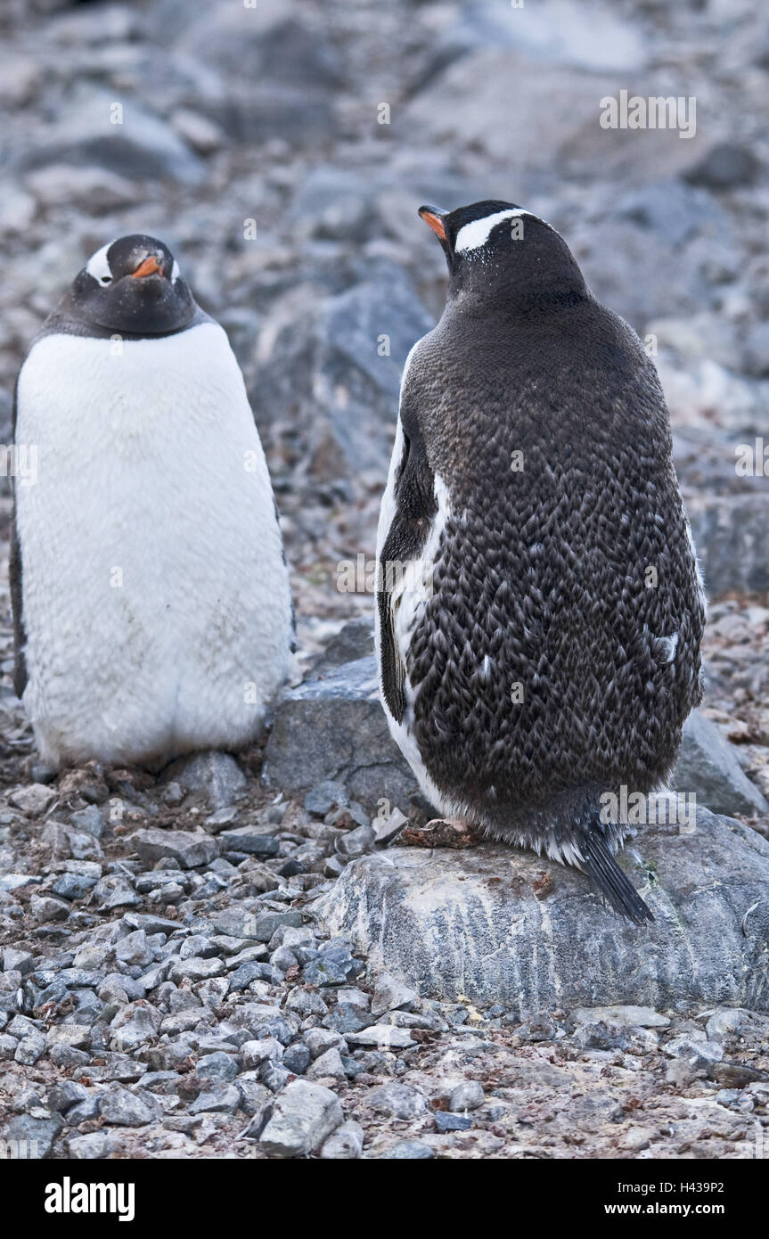 Antarctic, Neko Harbour, donkey penguins, Pygoscelis Papua, young ...