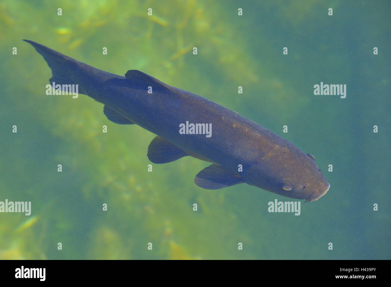 Tenches, Tinca tinca, water, swim Stock Photo - Alamy
