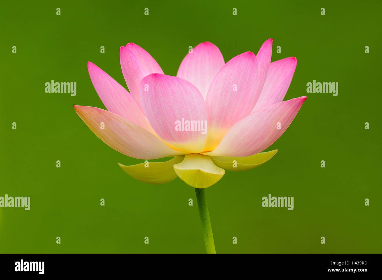 Indian symbol lotus flower hi-res stock photography and images - Alamy