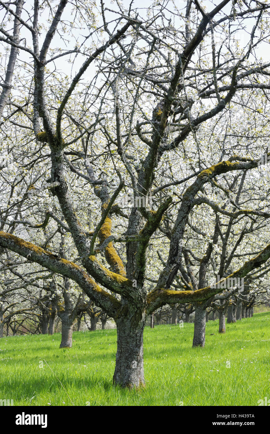 Old cherry trees, Prunus avium, spring Stock Photo - Alamy