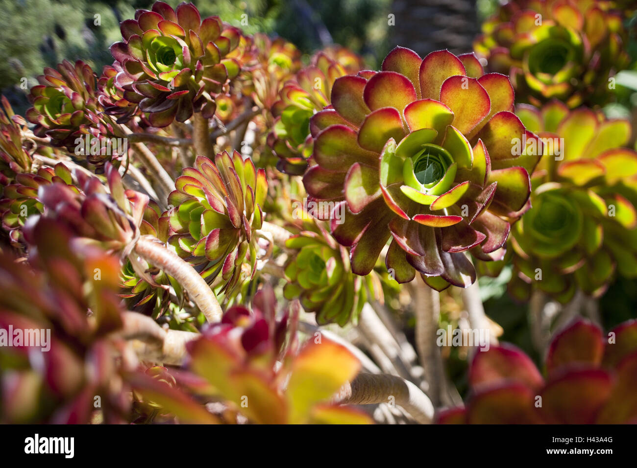 Rosette form hi-res stock photography and images - Alamy