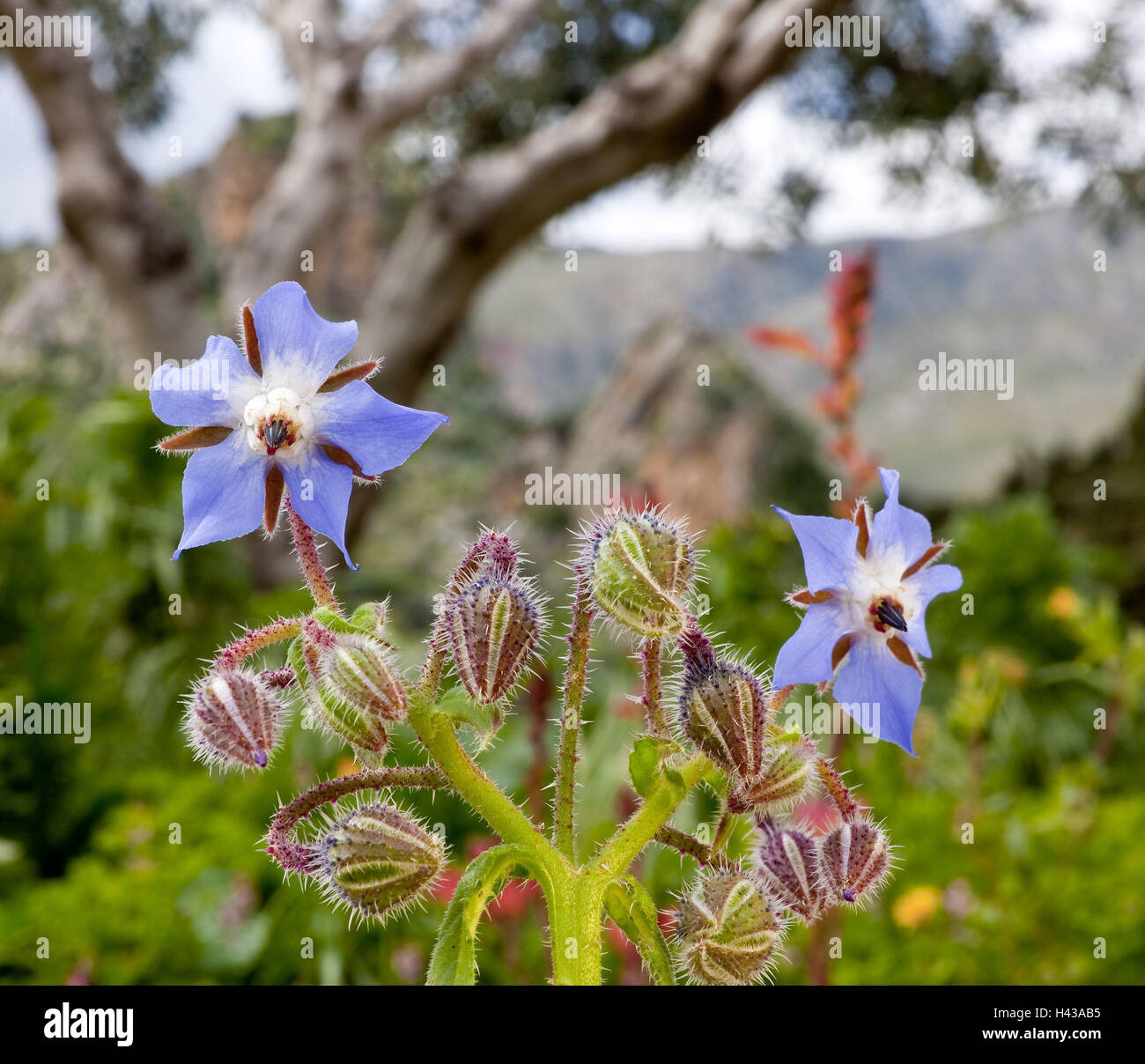 Borage, Borago officinalis, blossoms, buds, borage, radiant, blue, back ...