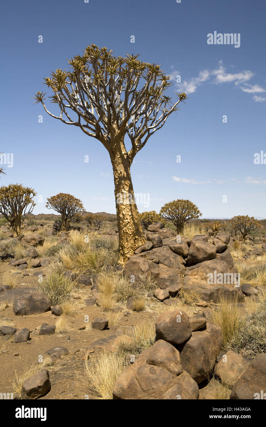Namibia, Keetmanshoop, scenery, quiver trees, aloe dichotoma, Africa ...