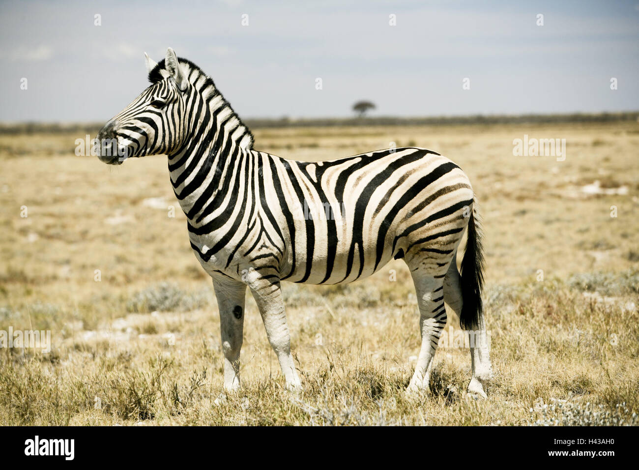 Namibia, Etosha National Park, grassland, zebra, side view Stock Photo ...