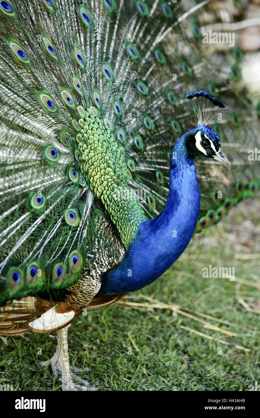 Blue peacock, Pavo cristatus, side view, detail, Namibia, Africa ...