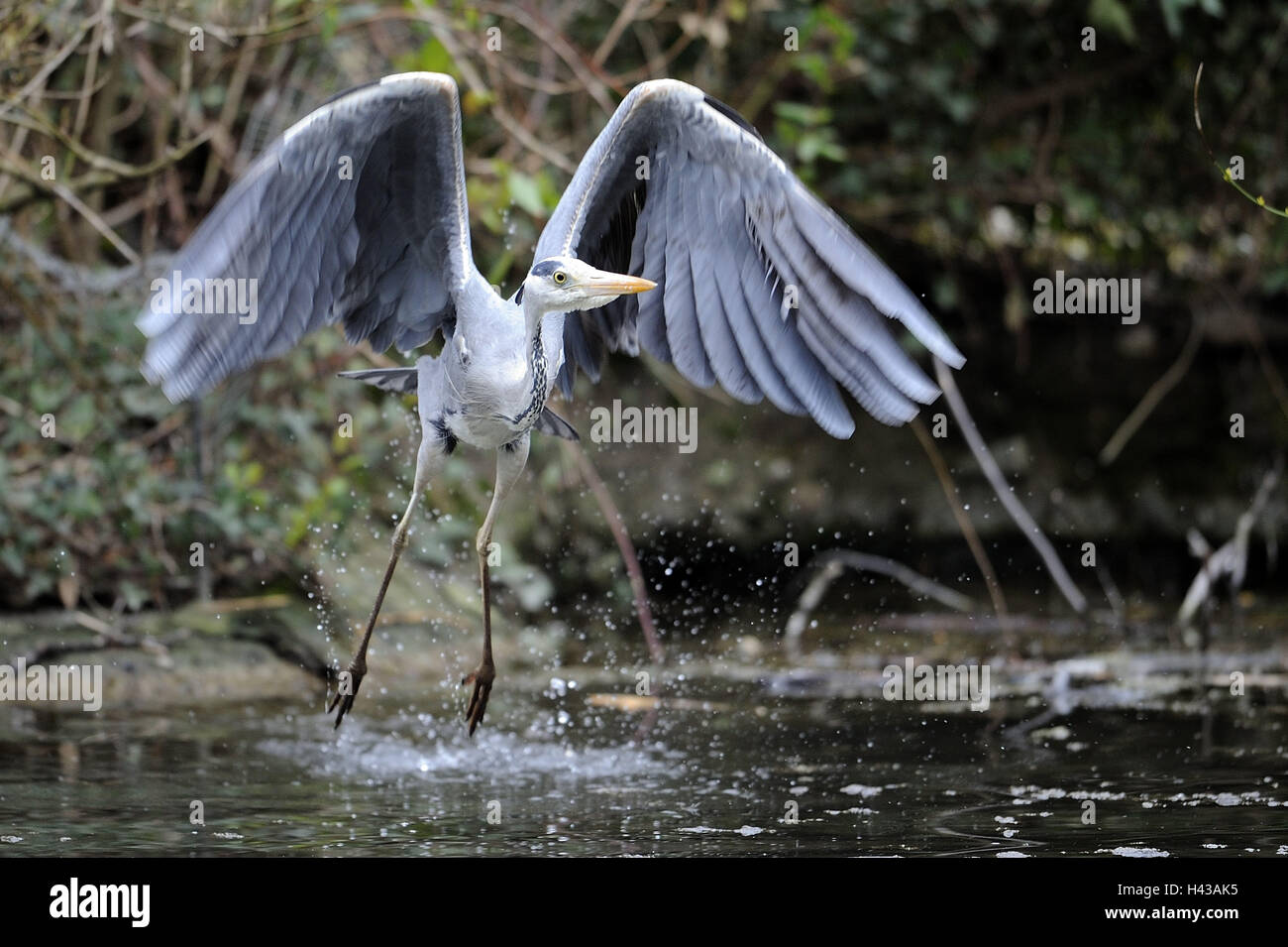 Heron flapping its wings hi-res stock photography and images - Alamy