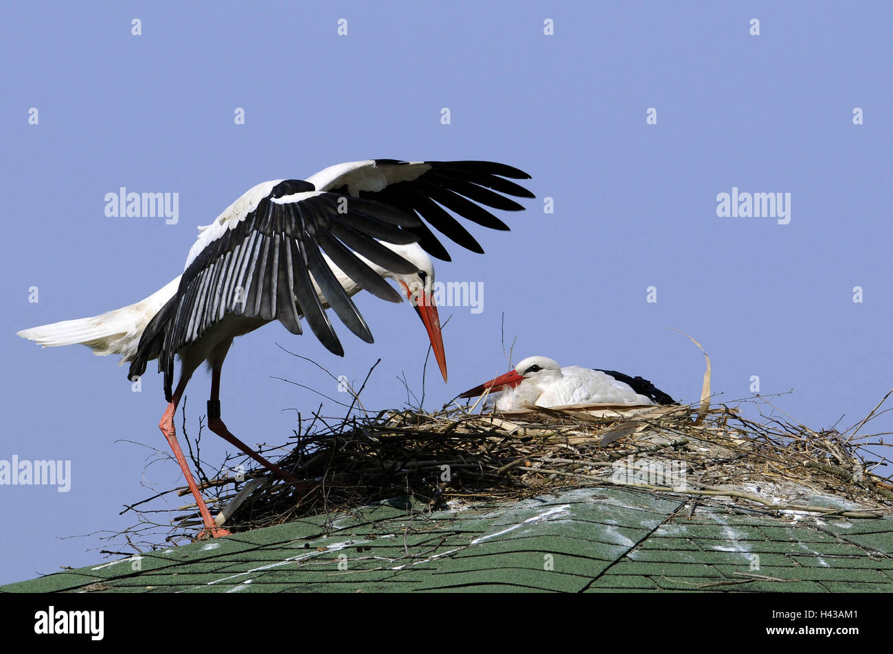 White storks, Ciconia ciconia, nest, courtship display, Germany ...