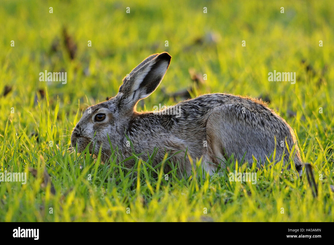 Field hare, Lepus europaeus, meadow, sit, eat side view, mammal, animal ...