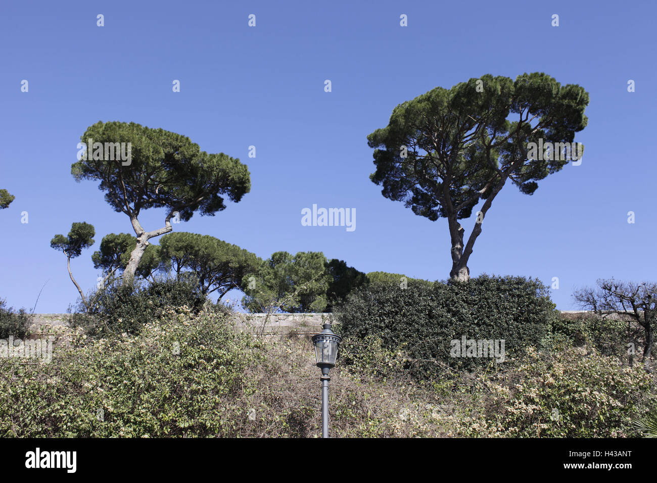 Trees, jaws, heaven, blue, Italy, Rome Stock Photo - Alamy