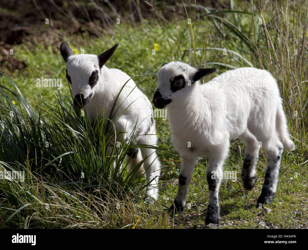 Sheep, lambs, two, grass, eat, Majorca, the Balearic Islands, Spain ...