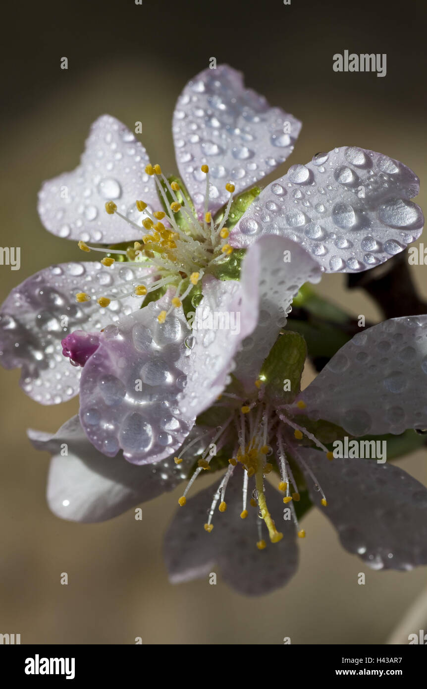 Tonsil blossoms, dewdrops, close up, Majorca, plant, tree, almond tree ...