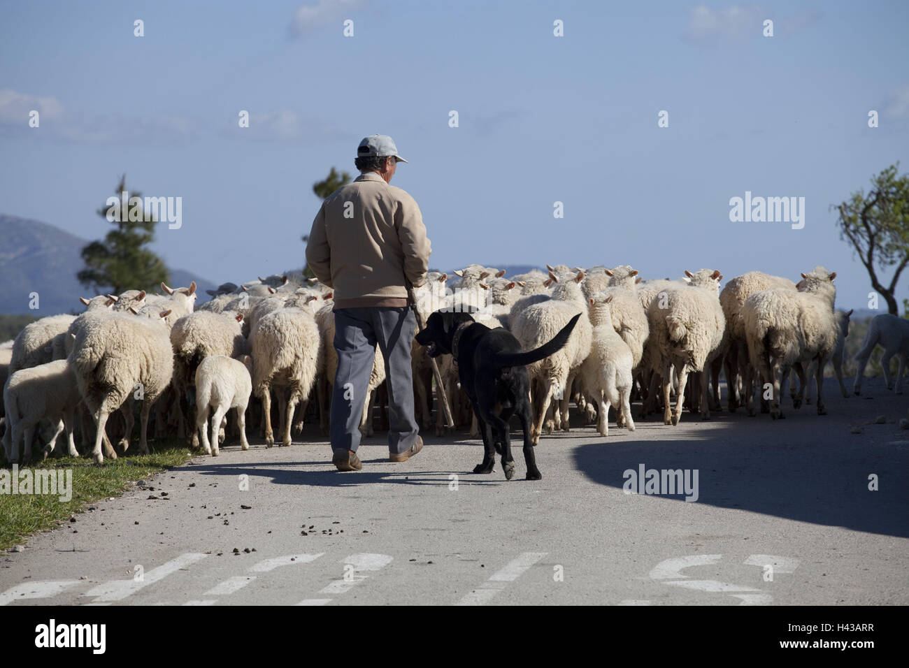 Are Majorca Shepherd Dog Noisy