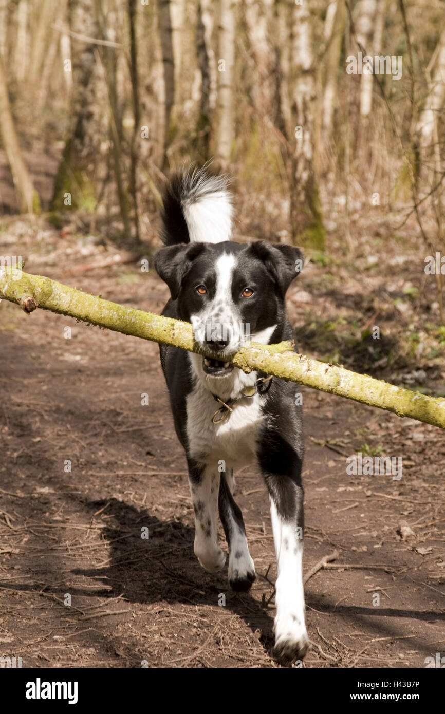 Little dog run hi-res stock photography and images - Alamy