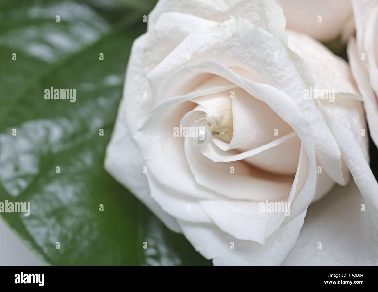 Flower truss, rose, pearl, leaves, detail Stock Photo - Alamy