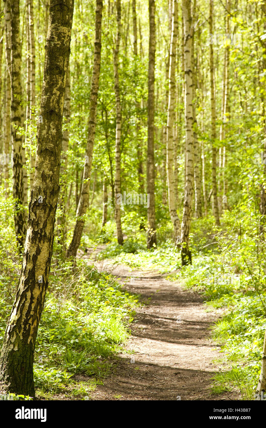 Green leaved birches hi-res stock photography and images - Alamy
