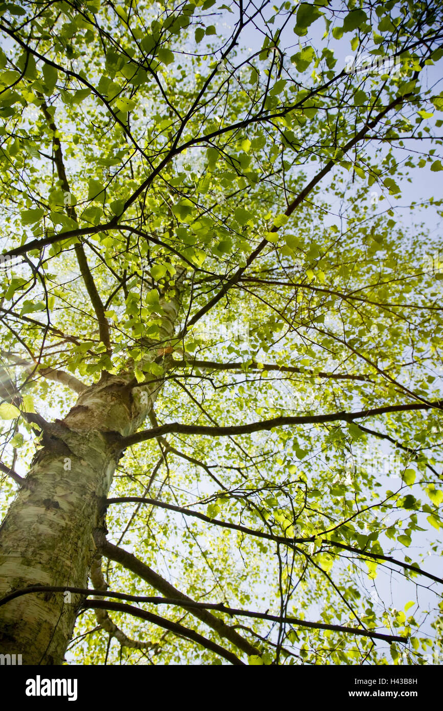 Broad-leaved tree, birch, strain, branches, leaves, detail, outside ...