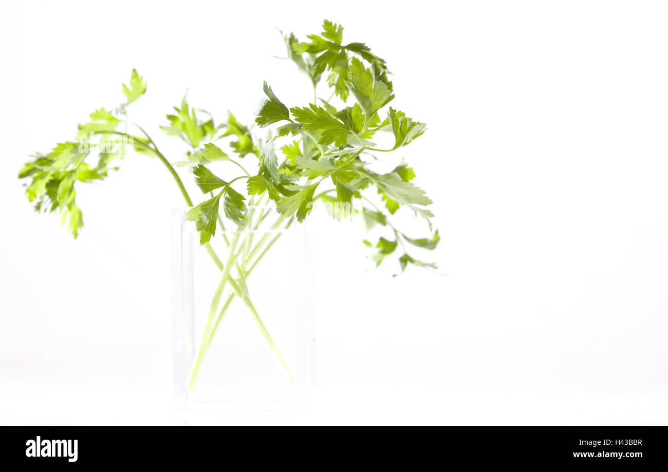 Parsley plant in garden Cut Out Stock Images & Pictures - Alamy