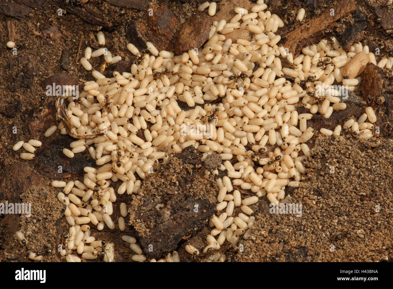 Ant eggs hi-res stock photography and images - Alamy