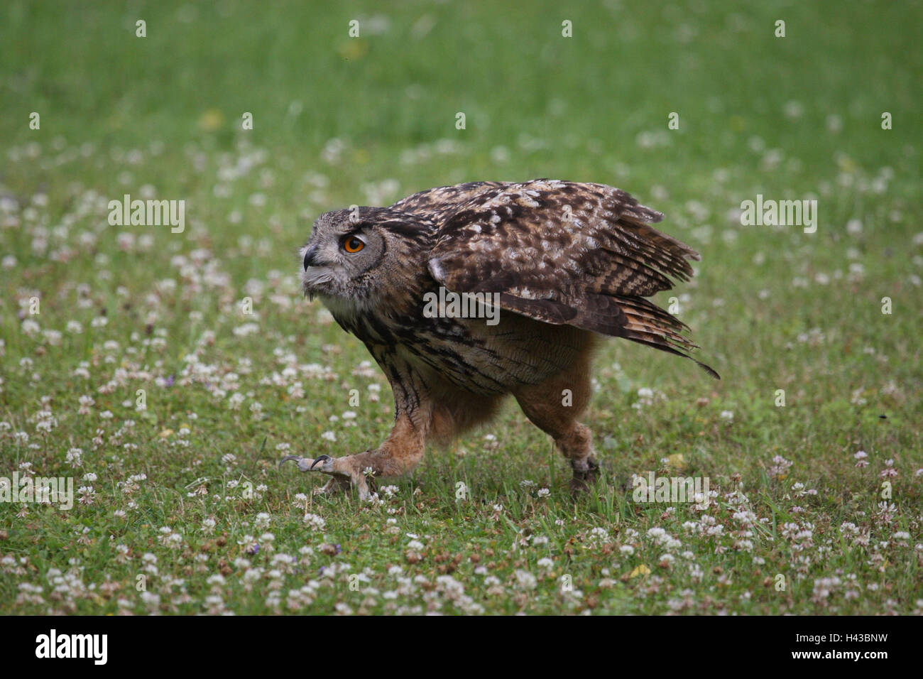 Eagle owl, meadow, run Stock Photo - Alamy