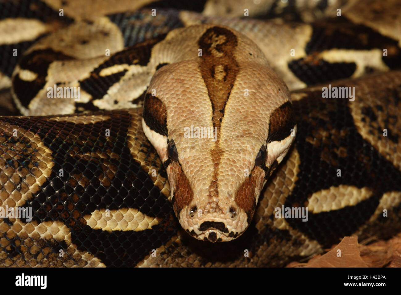 Boa constrictor costa rica hi-res stock photography and images - Alamy