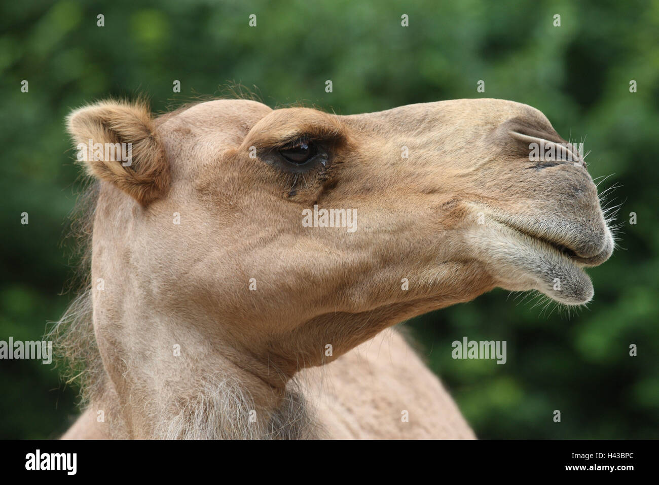 Dromedary camel side view hi-res stock photography and images - Alamy