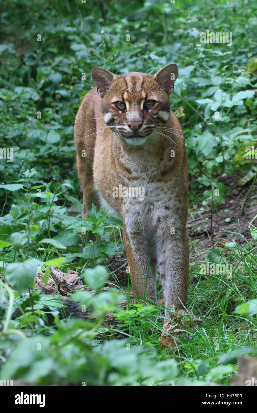 Golden cat hi-res stock photography and images - Alamy