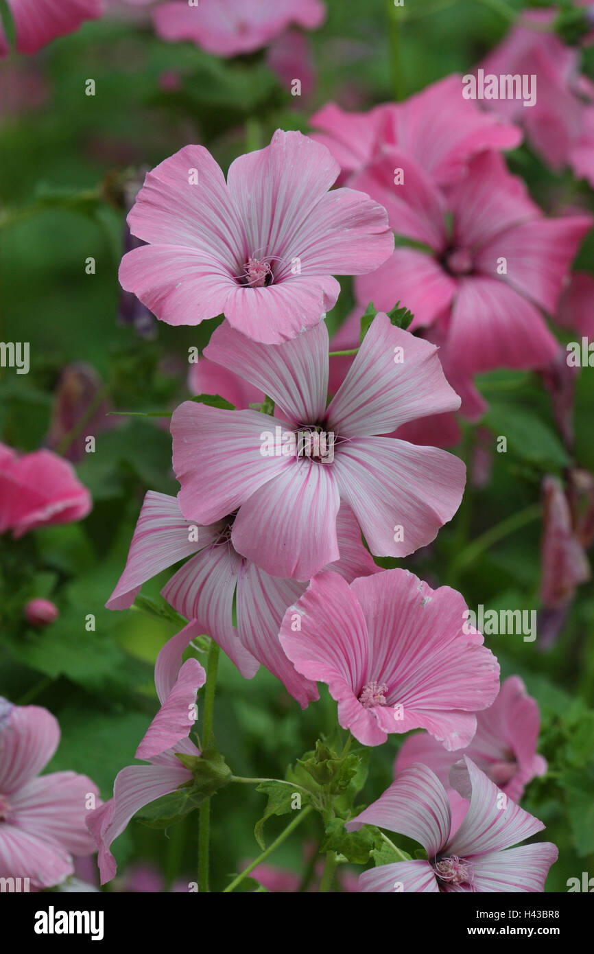 Marsh mallow plant hi-res stock photography and images - Alamy