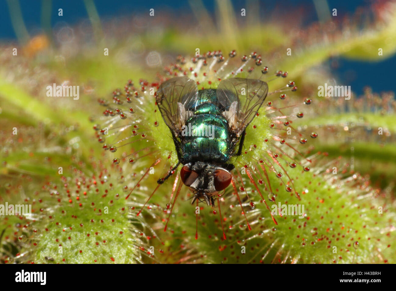 Sundew, prey, fly Stock Photo - Alamy