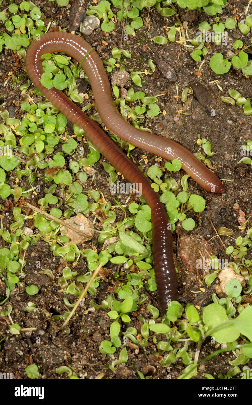 Earthwurm hi-res stock photography and images - Alamy