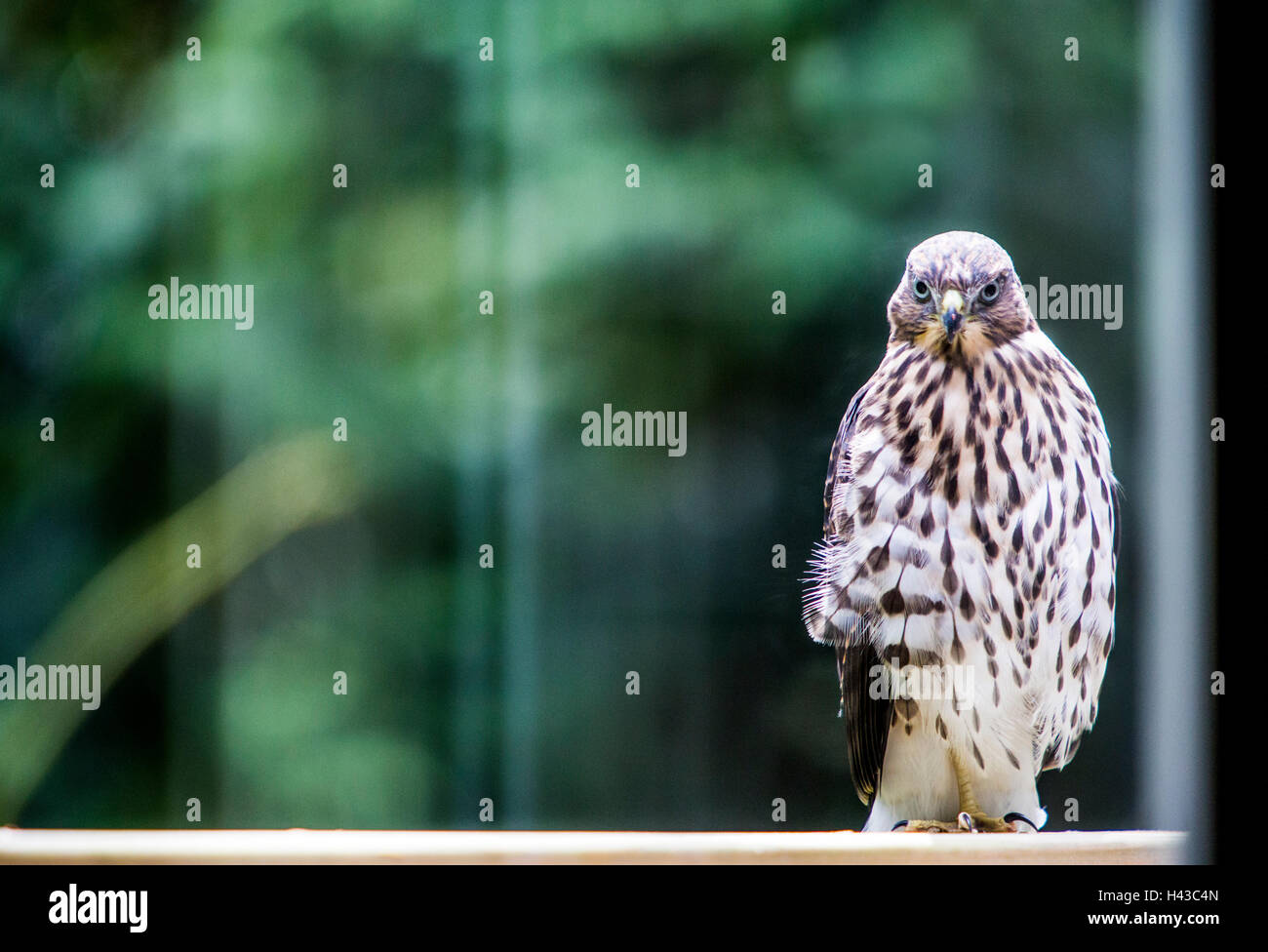 Portrait of hawk standing in window Stock Photo - Alamy