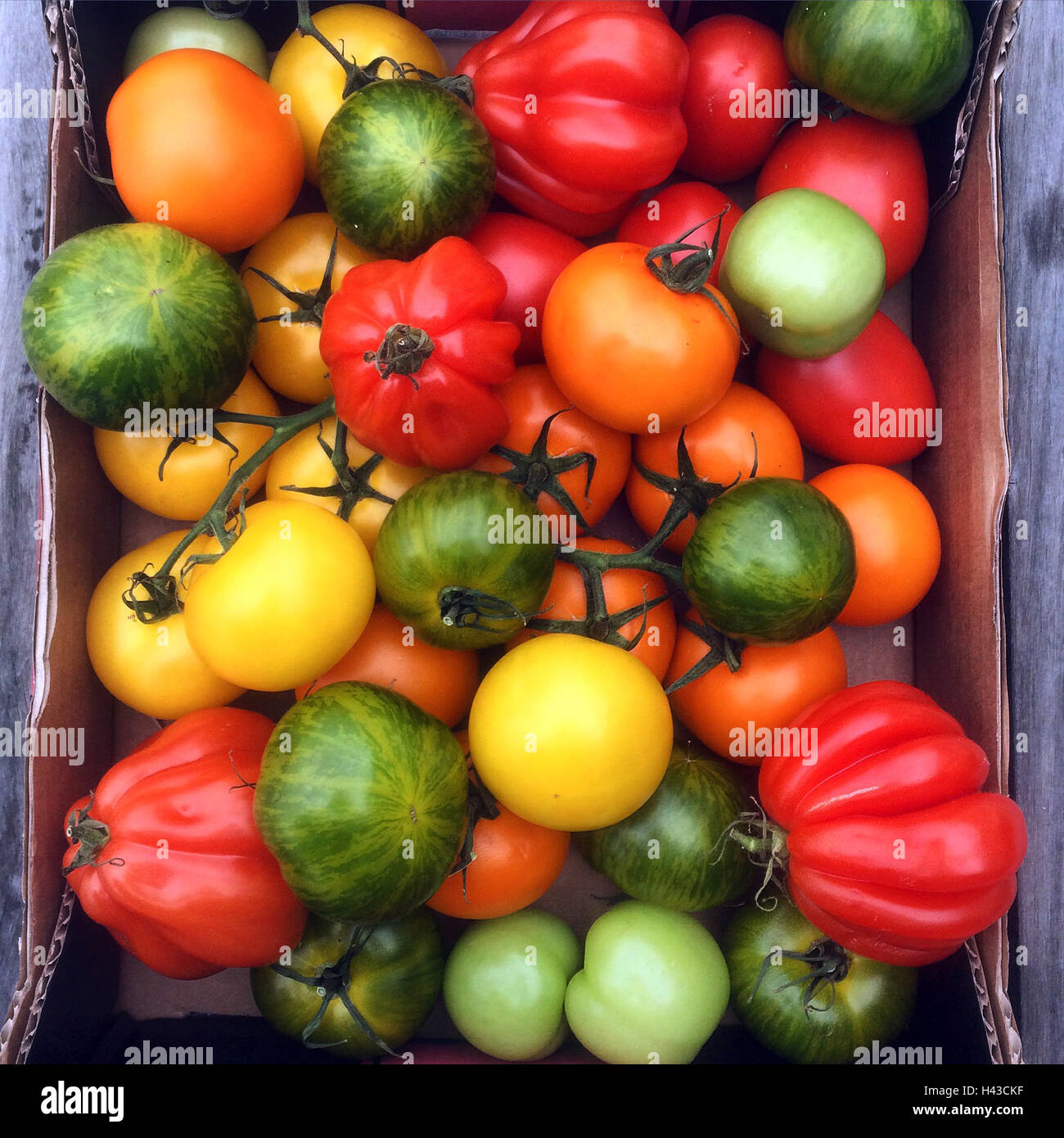 Multi colored tomatoes High Resolution Stock Photography and Images - Alamy