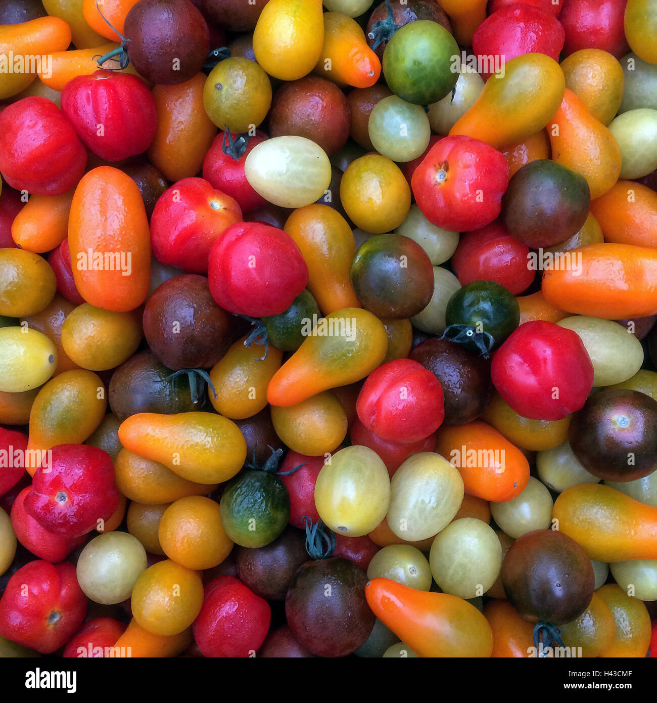 Multi-colored baby and plum tomatoes Stock Photo - Alamy