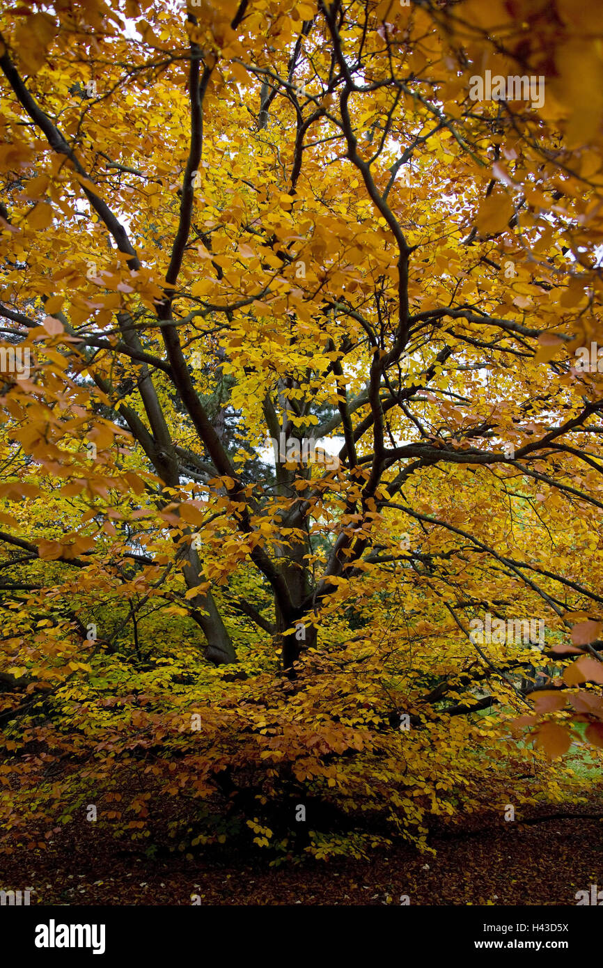 Czech Republic, Prague, Letna park, broad-leaved tree, autumn, park ...