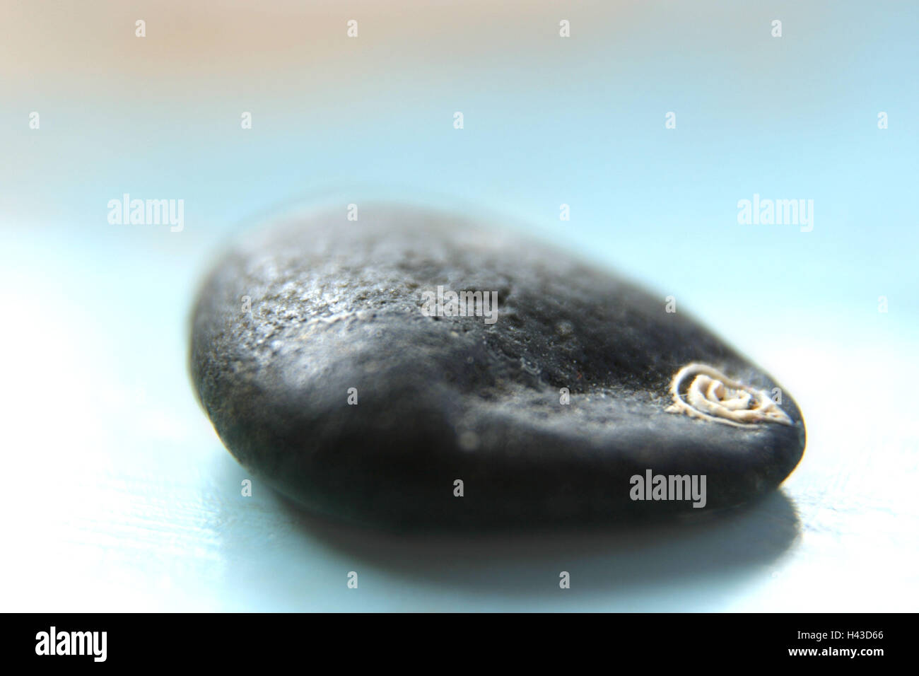 Stone medicine, stone, grey, ornament Stock Photo - Alamy