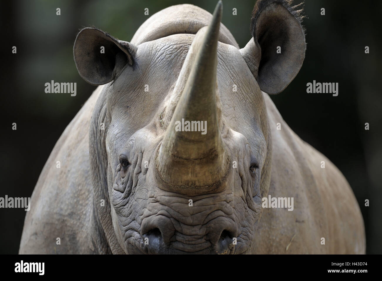 Sharp mouth rhinoceros hi-res stock photography and images - Alamy