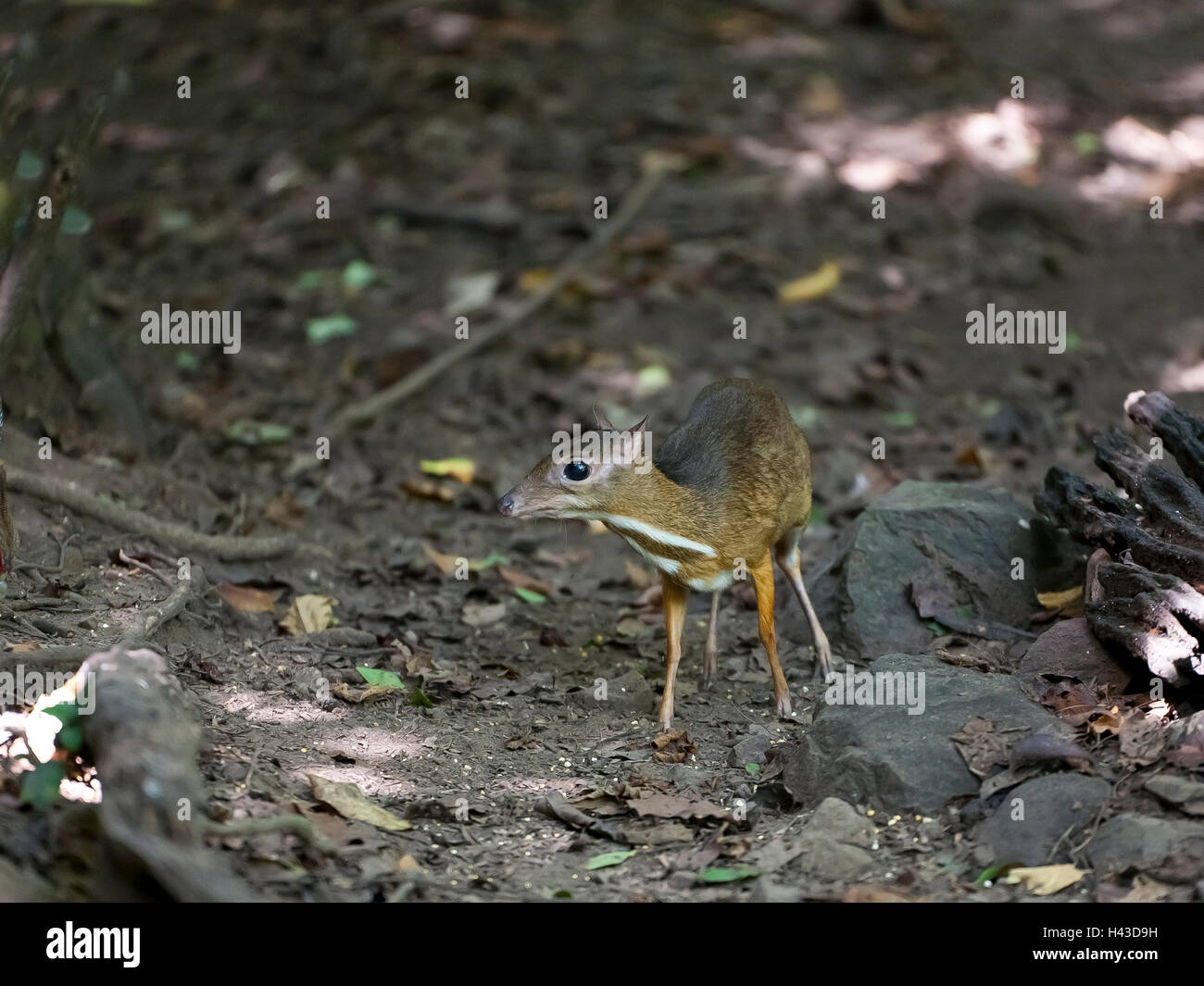 Lesser mouse-deer or kanchil (Tragulus kanchil), Kaeng Krachan National ...