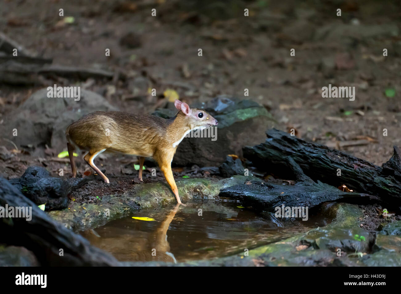 Lesser mouse-deer or kanchil (Tragulus kanchil) at waterhole, Kaeng ...
