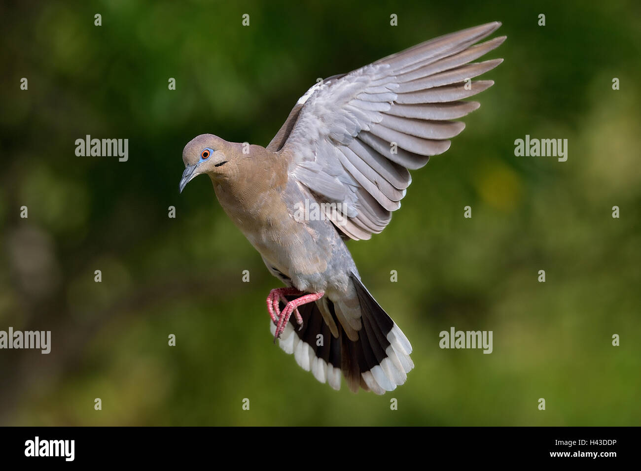 White Winged Dove In Flight