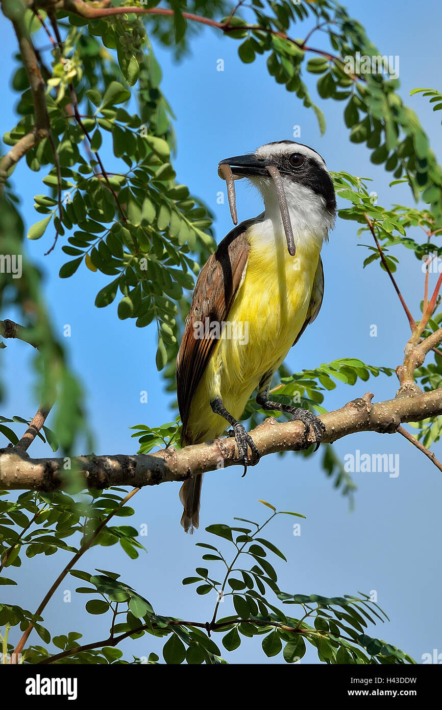 Great kiskadee (pitangus sulphuratus) with worm, prey, Corozal District ...