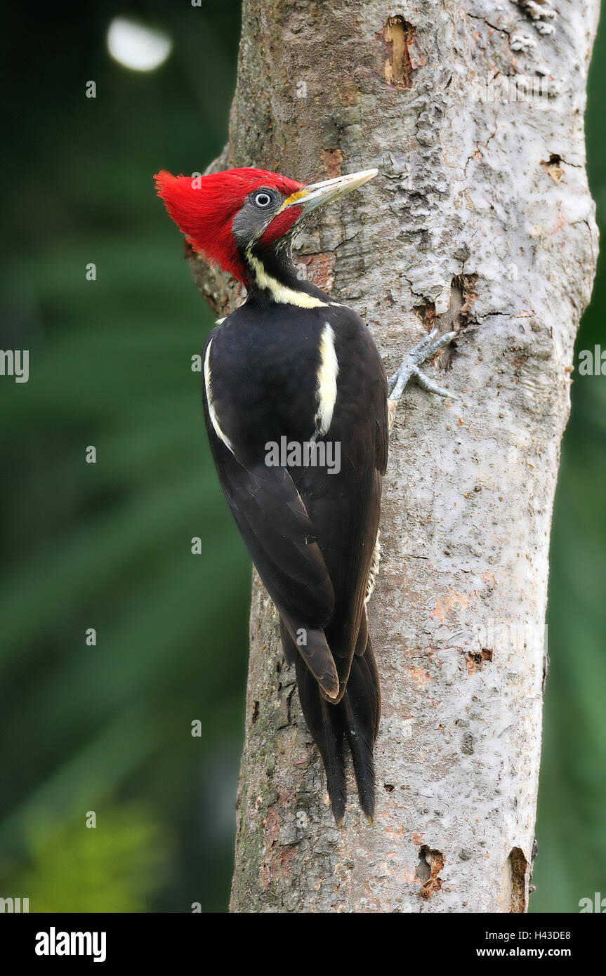 Lineated woodpecker (Dryocopus lineatus), Corozal District, Belize ...