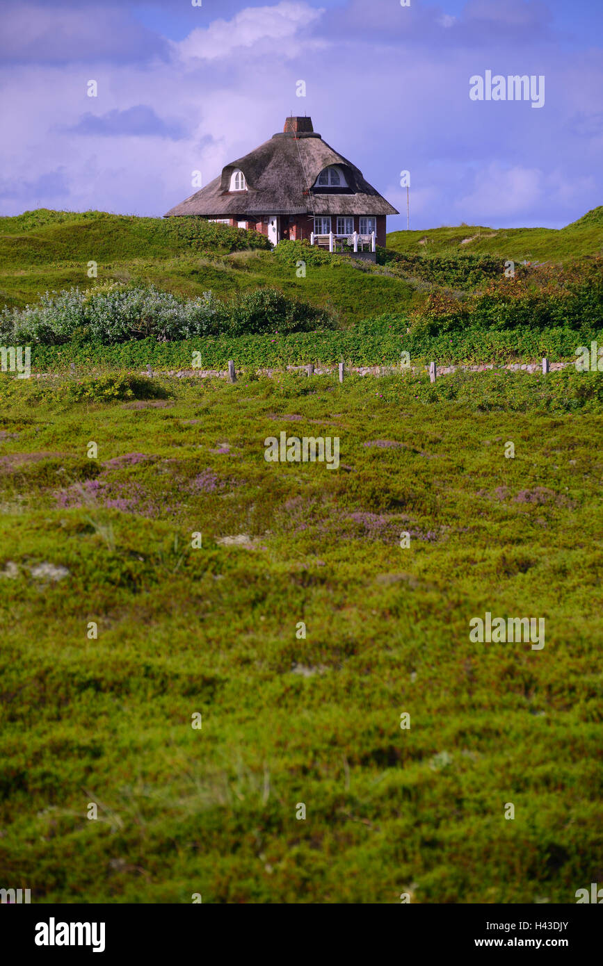 Typical Frisian house, thatched cottage on dunes of Hörnum, Sylt, North ...