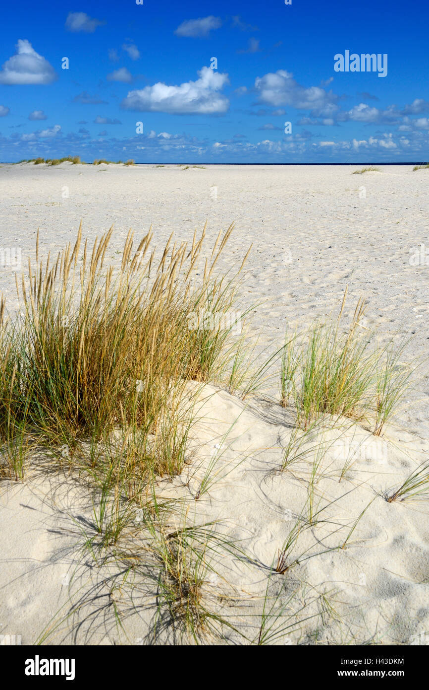 Dunes with European beachgrass (Ammophila arenaria), beach, Ellenbogen ...