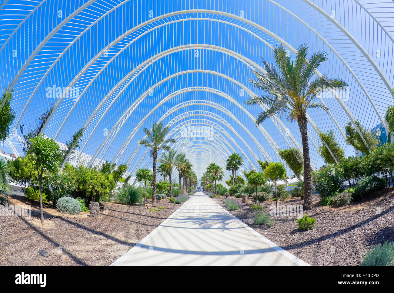 The Umbracle promenade with palm trees, City of Arts and Sciences ...