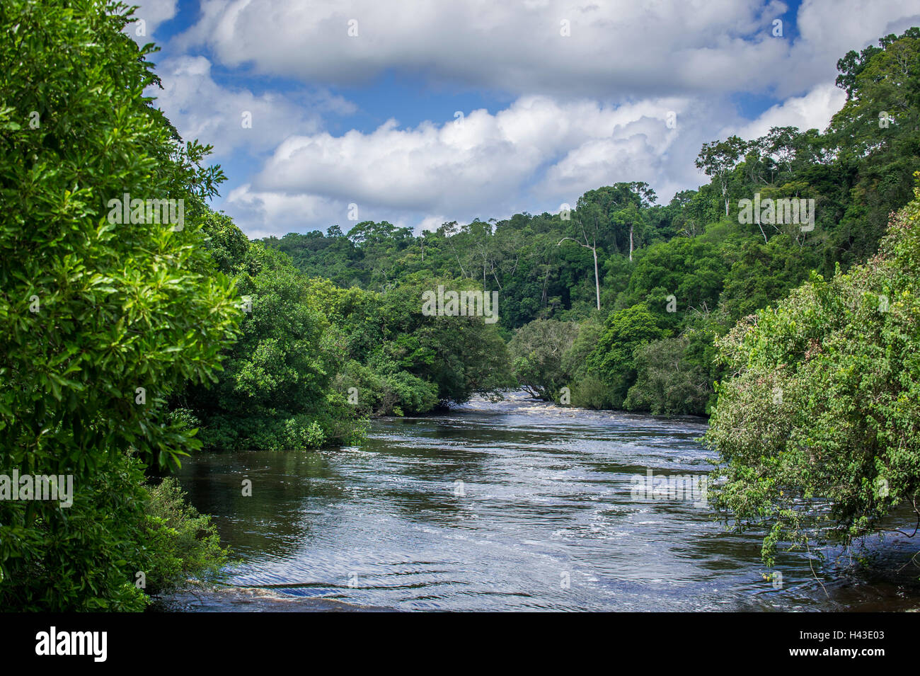 Rainforest, Campo Ma'an National Park, Southern Region, Cameroon ...