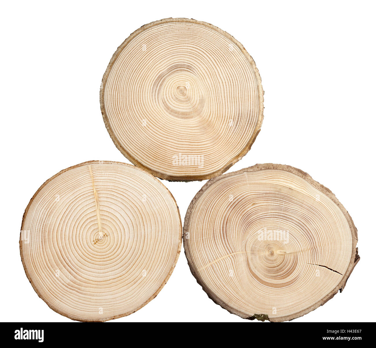 Trunks, three, cross-sectional areas, spruces, trees, strains, cross ...