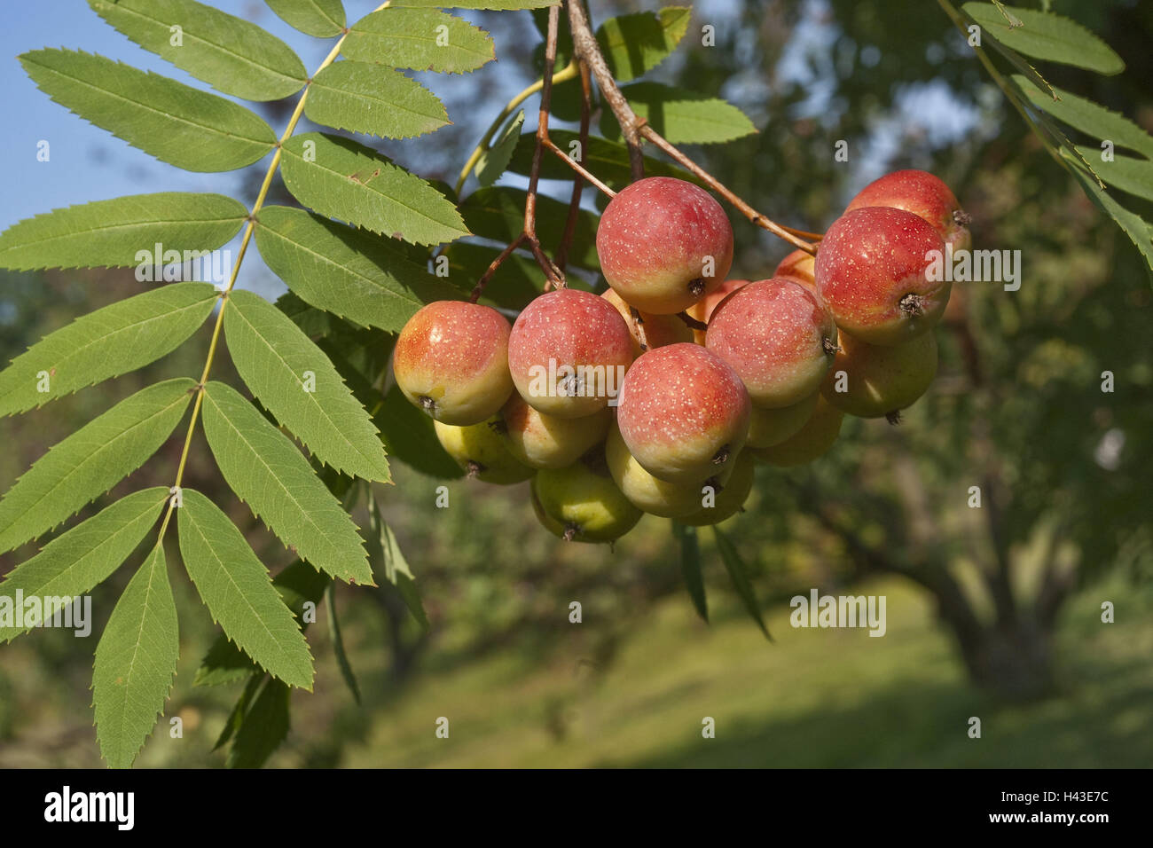 Apple-tree, Speierling, detail, branch, fruits, fruit-tree, tree ...