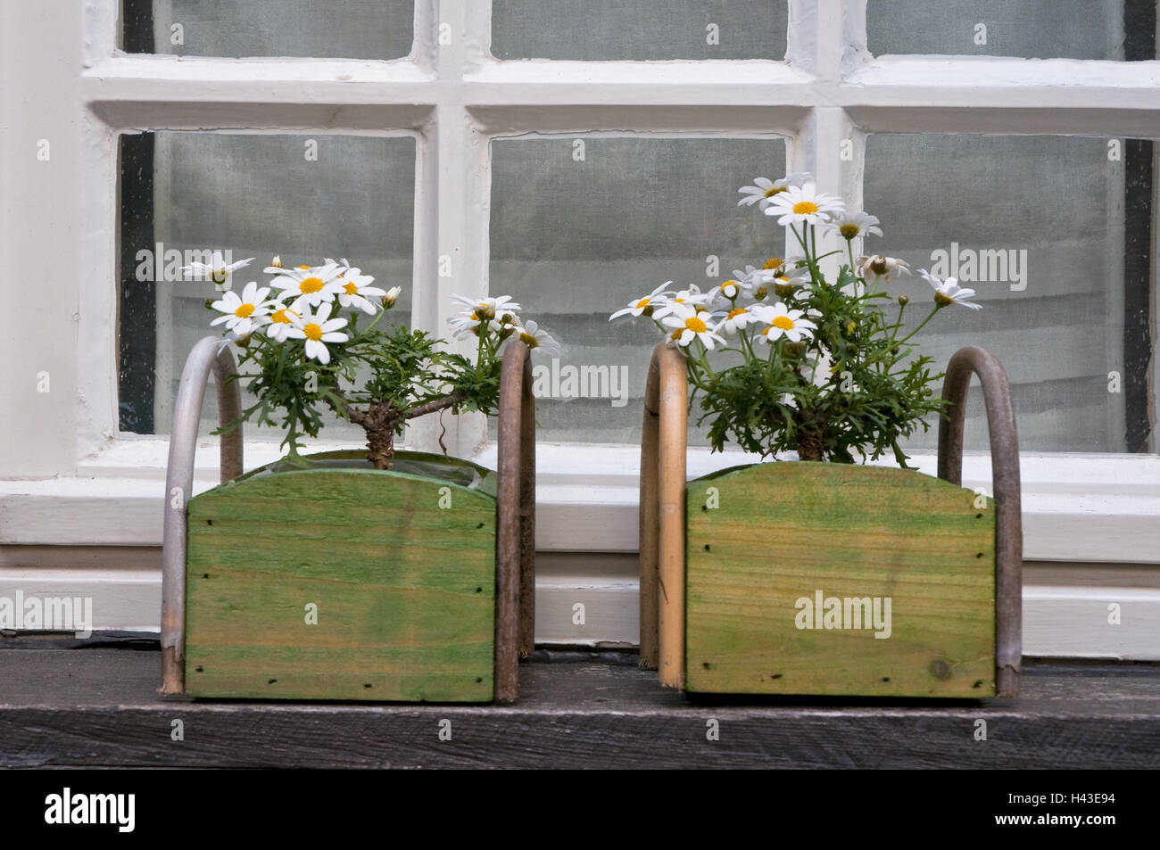 Windows, oxeye daisys, blossom, Germany, North Rhine-Westphalia, food ...